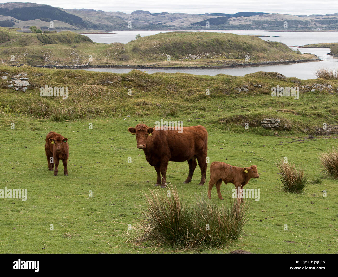 Luing Cattle - on the Isle of Luing Stock Photo - Alamy