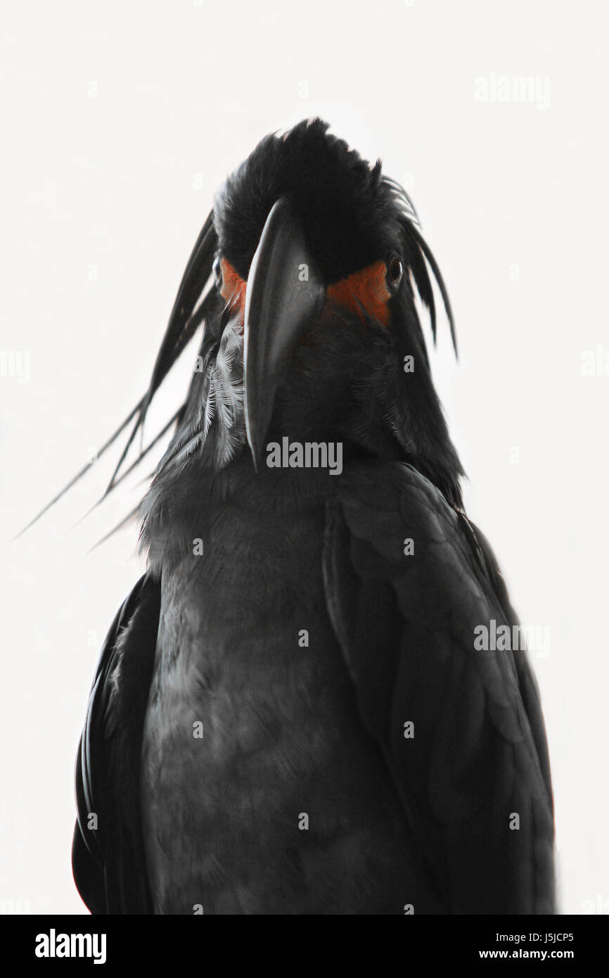 Arrogant bird hi-res stock photography and images - Alamy