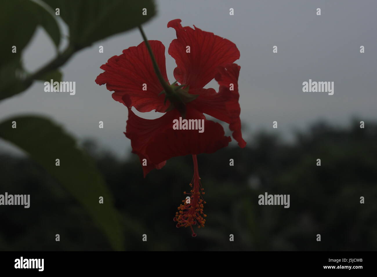 China rose flower hi-res stock photography and images - Alamy