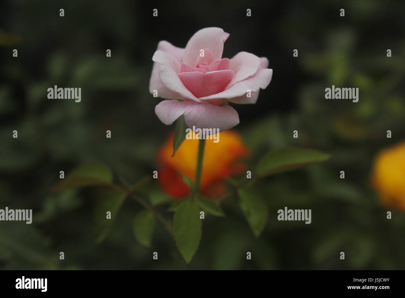 Beautiful roses queen hi-res stock photography and images - Alamy