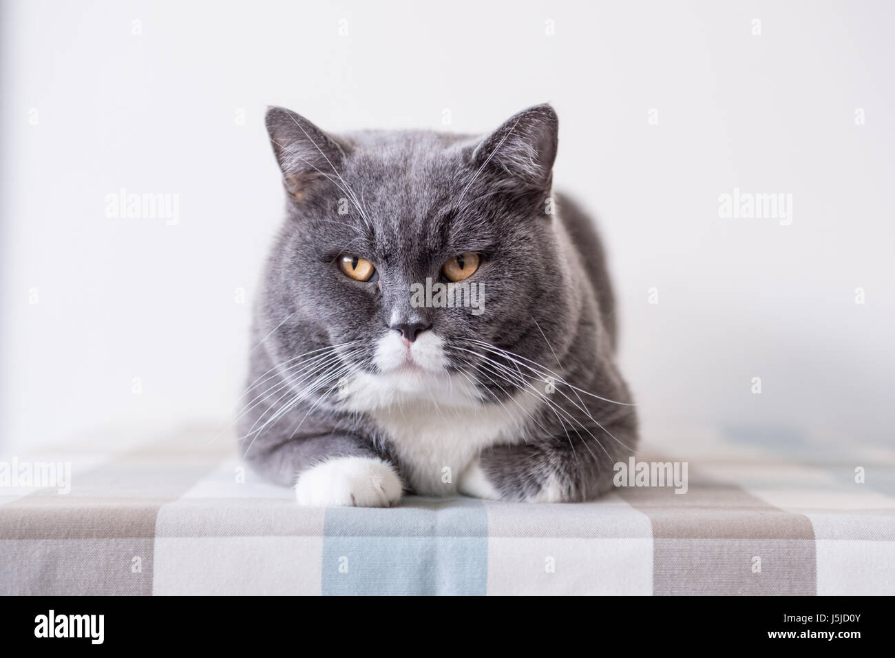The gray British Shorthair cat Stock Photo - Alamy