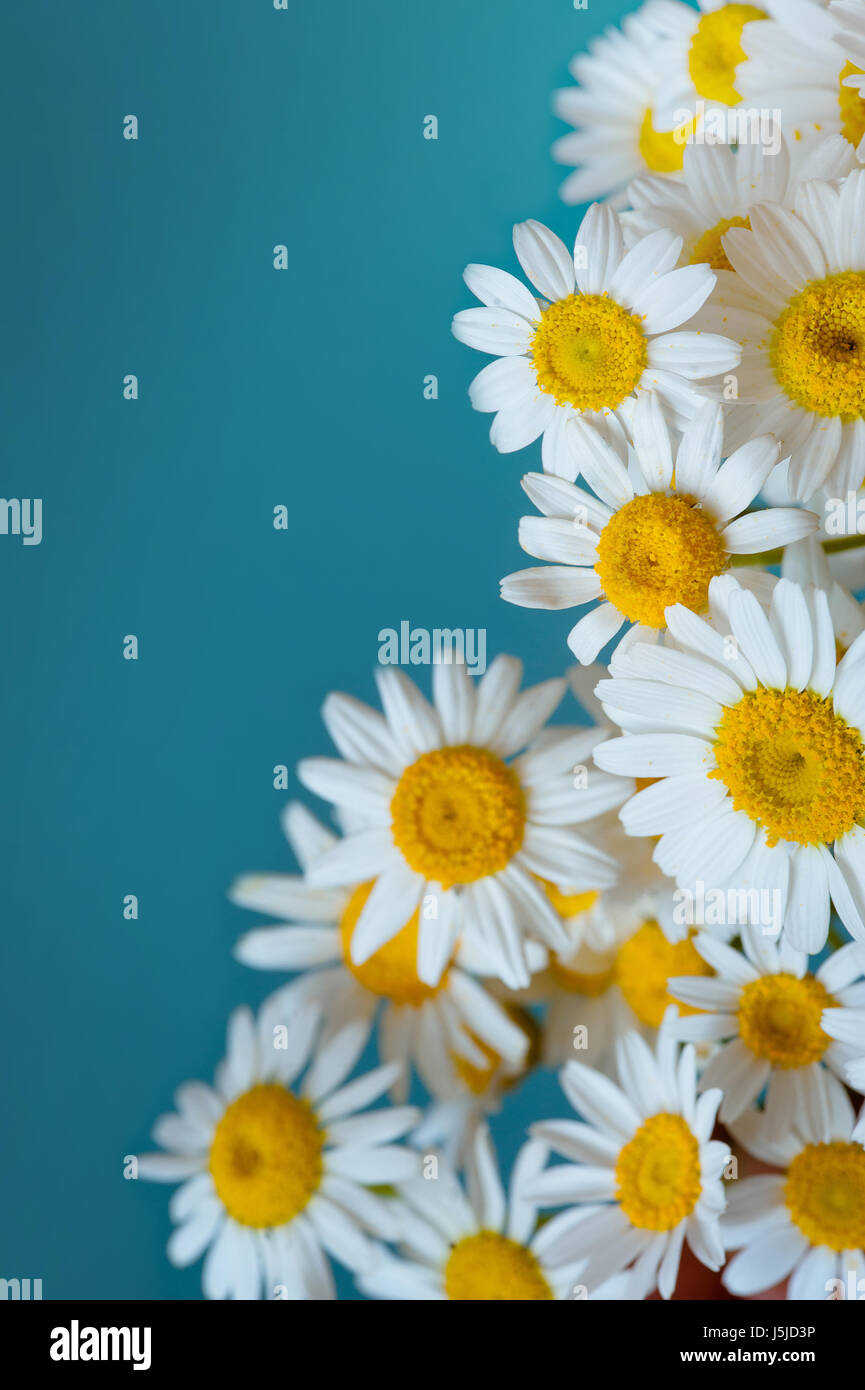 Light Blue Daisy Flower