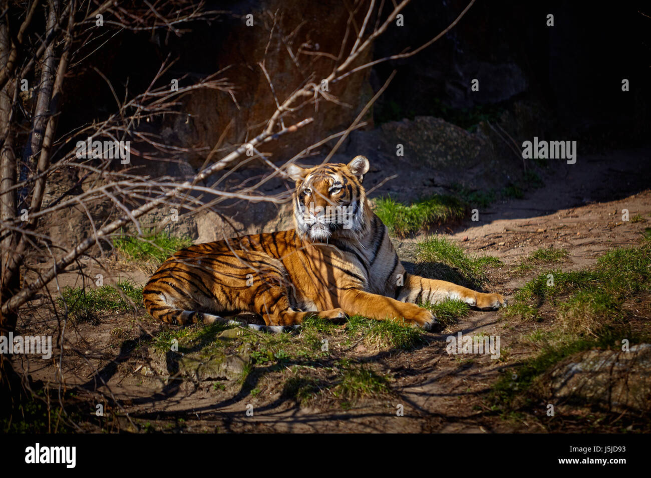 Cute tiger. Tiger in beautiful evening sun Stock Photo - Alamy