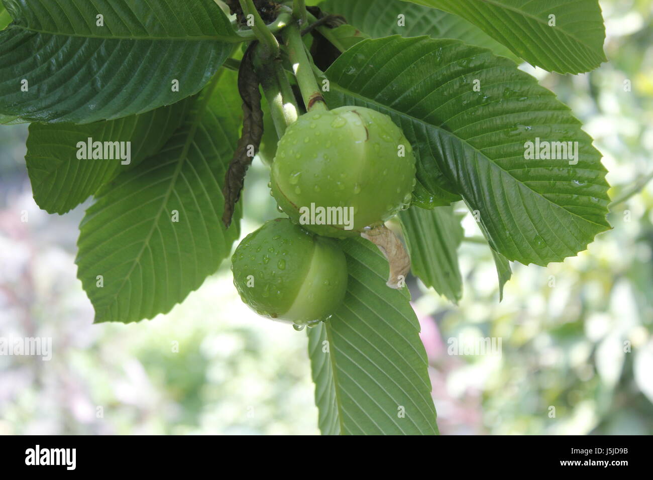 Elephant apple hi-res stock photography and images - Alamy