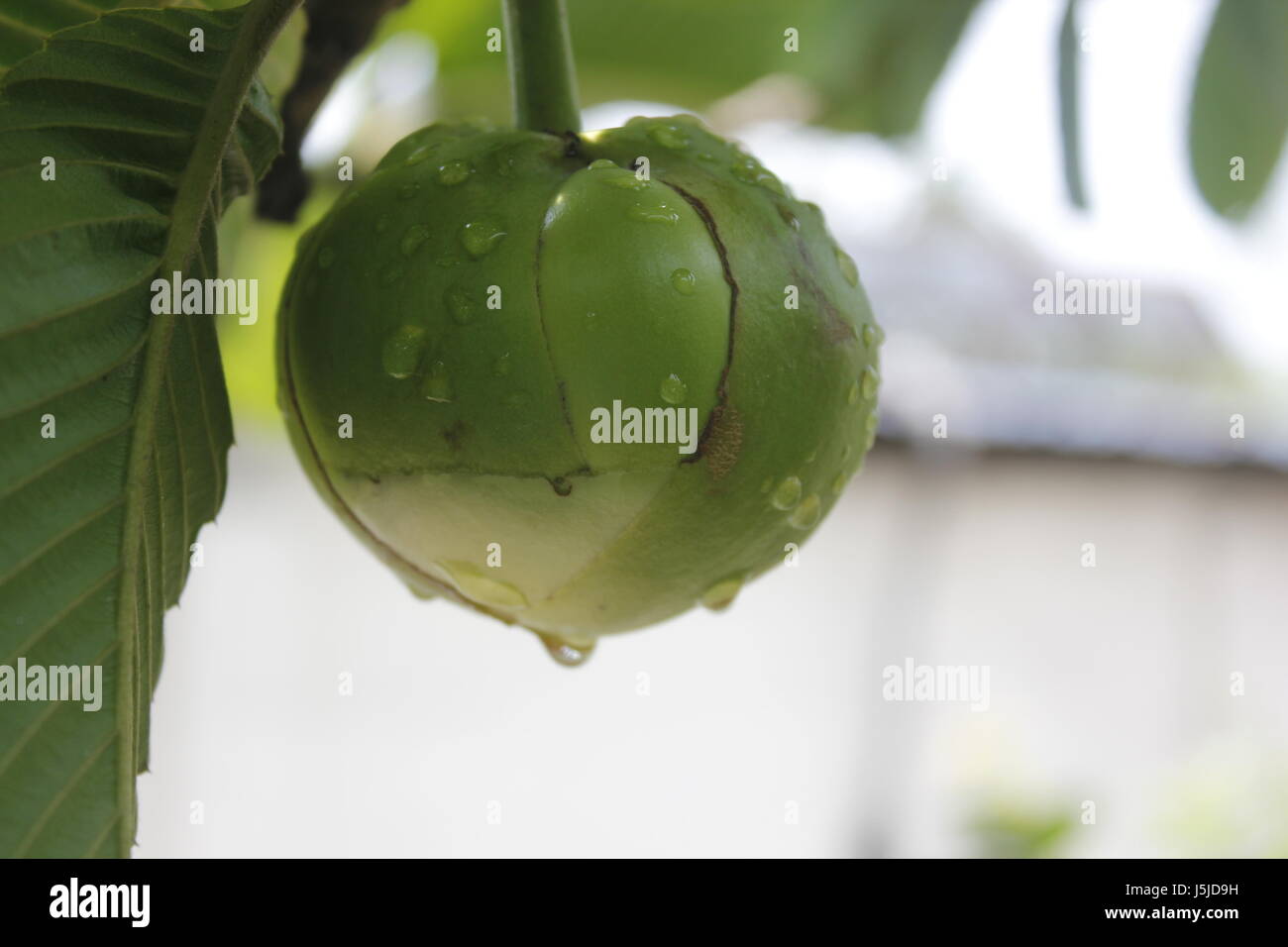 Elephant fruit hi-res stock photography and images - Alamy