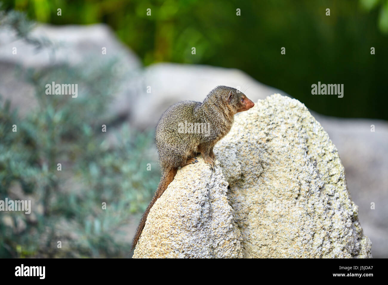 Pygmy mongoose hi-res stock photography and images - Alamy