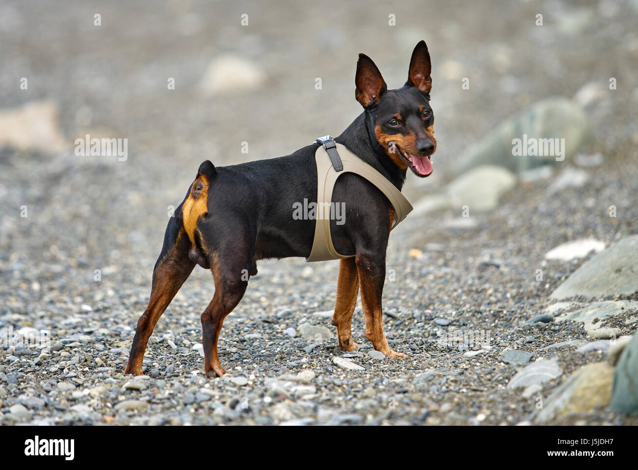 Miniature pincher dog Stock Photo - Alamy