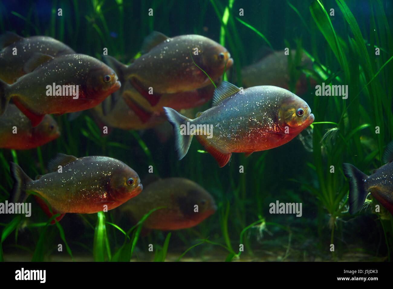 Piranha jaw hi-res stock photography and images - Alamy