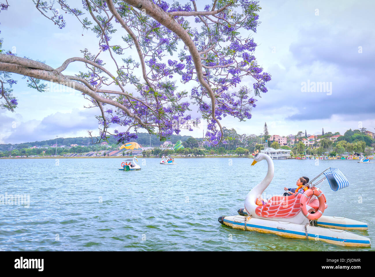 Dalat, Vietnam - March 27th, 2017: Visitors enjoy Jacaranda flowers ...