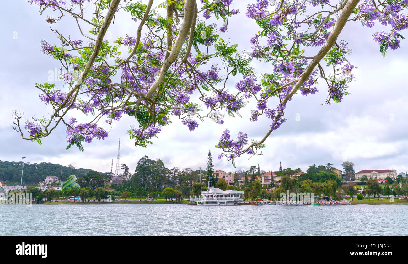 Dalat, Vietnam - March 27th, 2017: Visitors enjoy Jacaranda flowers ...