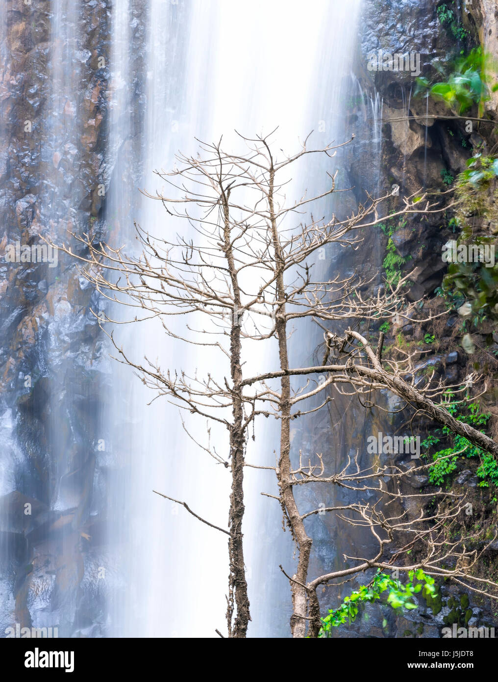Natural waterfalls in the wild forest with high water flow down to the ...