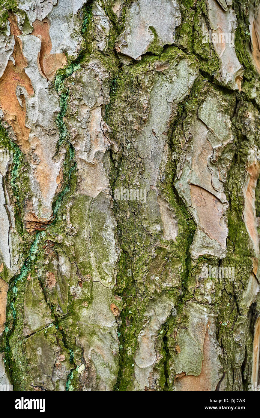 Tree background. tree texture Stock Photo - Alamy