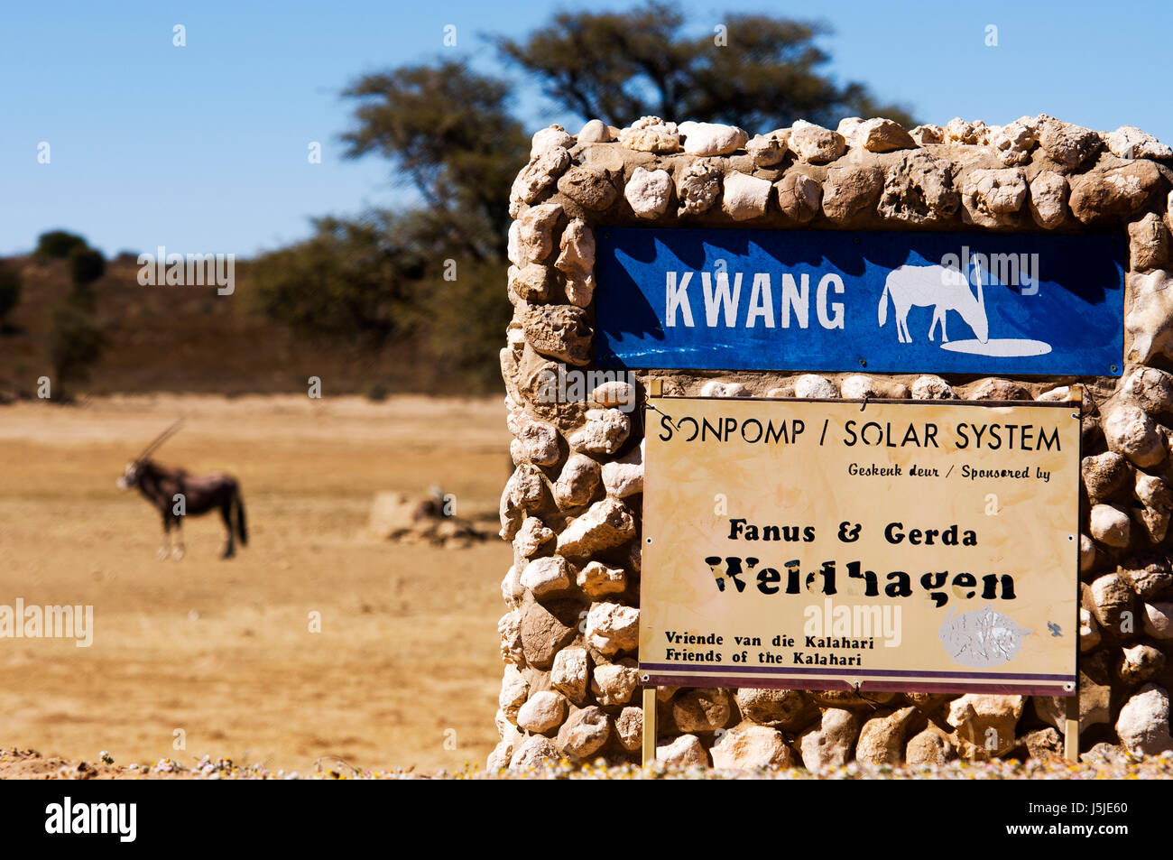Gemsbok drinking at Kwang waterhole, Kgalagadi Transfontier Park, South ...