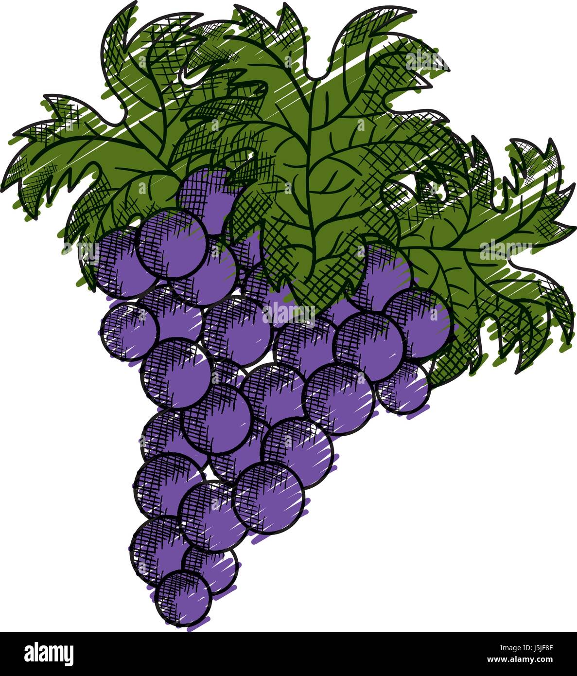 Winegrape Stock Vector Images - Alamy