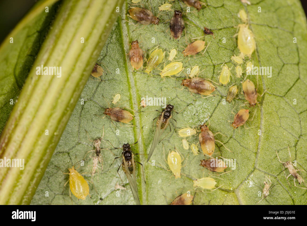 large number of vermin on the green leaf Stock Photo - Alamy