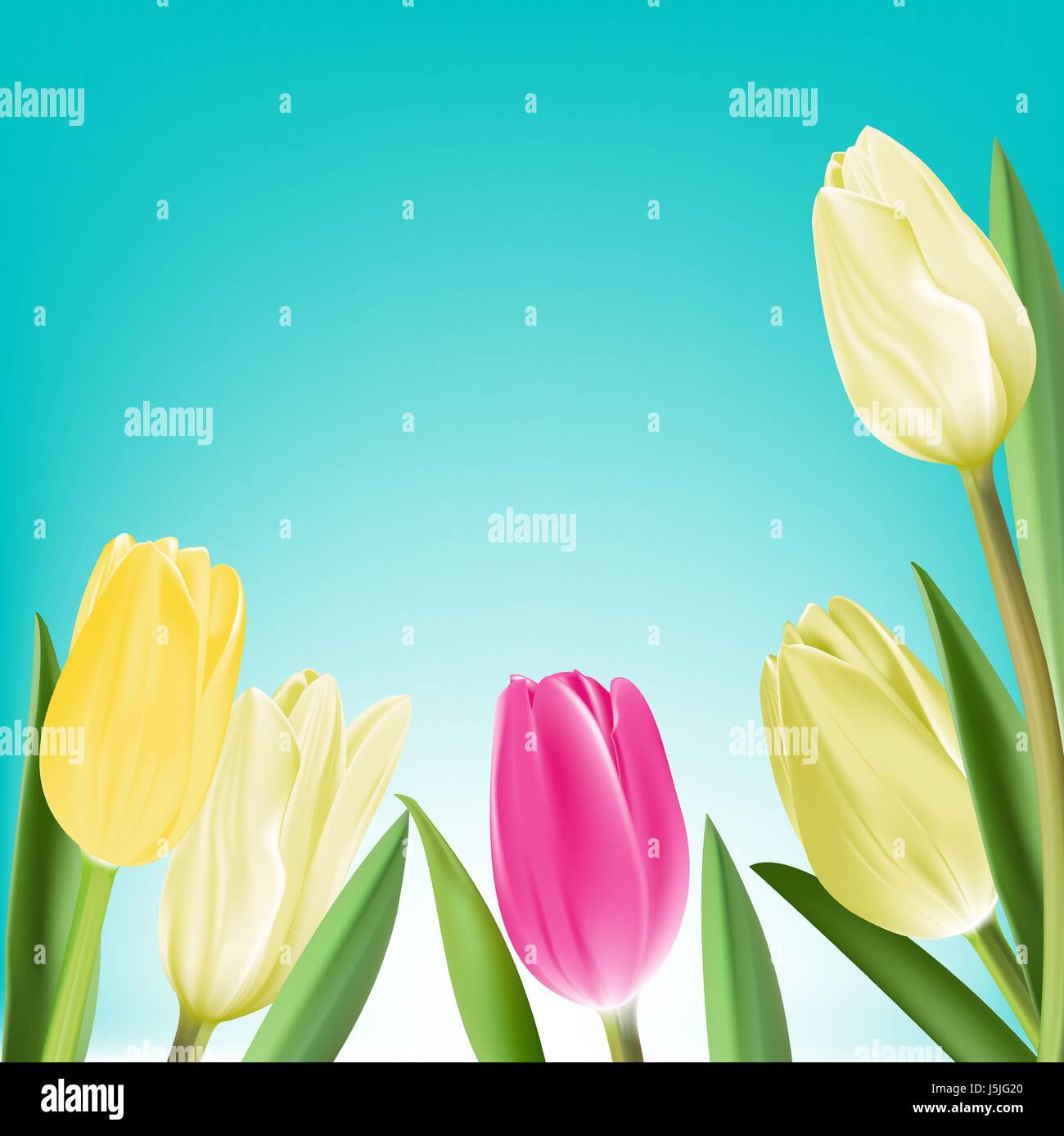 Colorful Vector Tulips in Isolated Background. Editable Vector ...