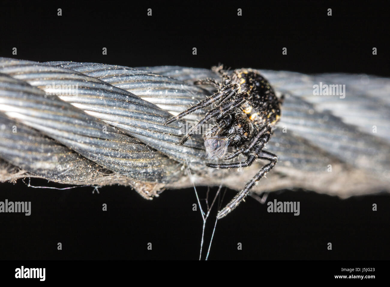 little black spider siting on a rope Stock Photo - Alamy