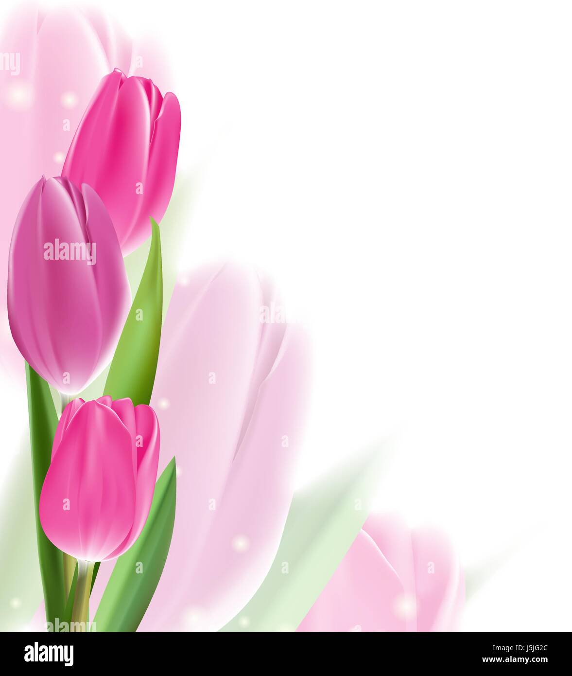 Colorful Vector Tulips in Isolated Background. Editable Vector ...