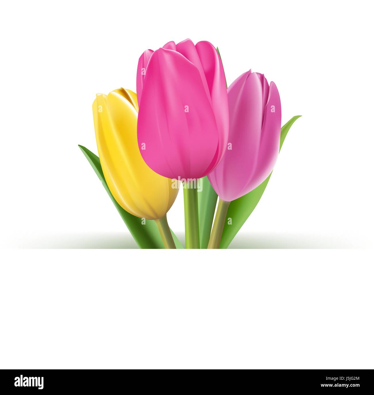 Colorful Vector Tulips in Isolated Background. Editable Vector ...