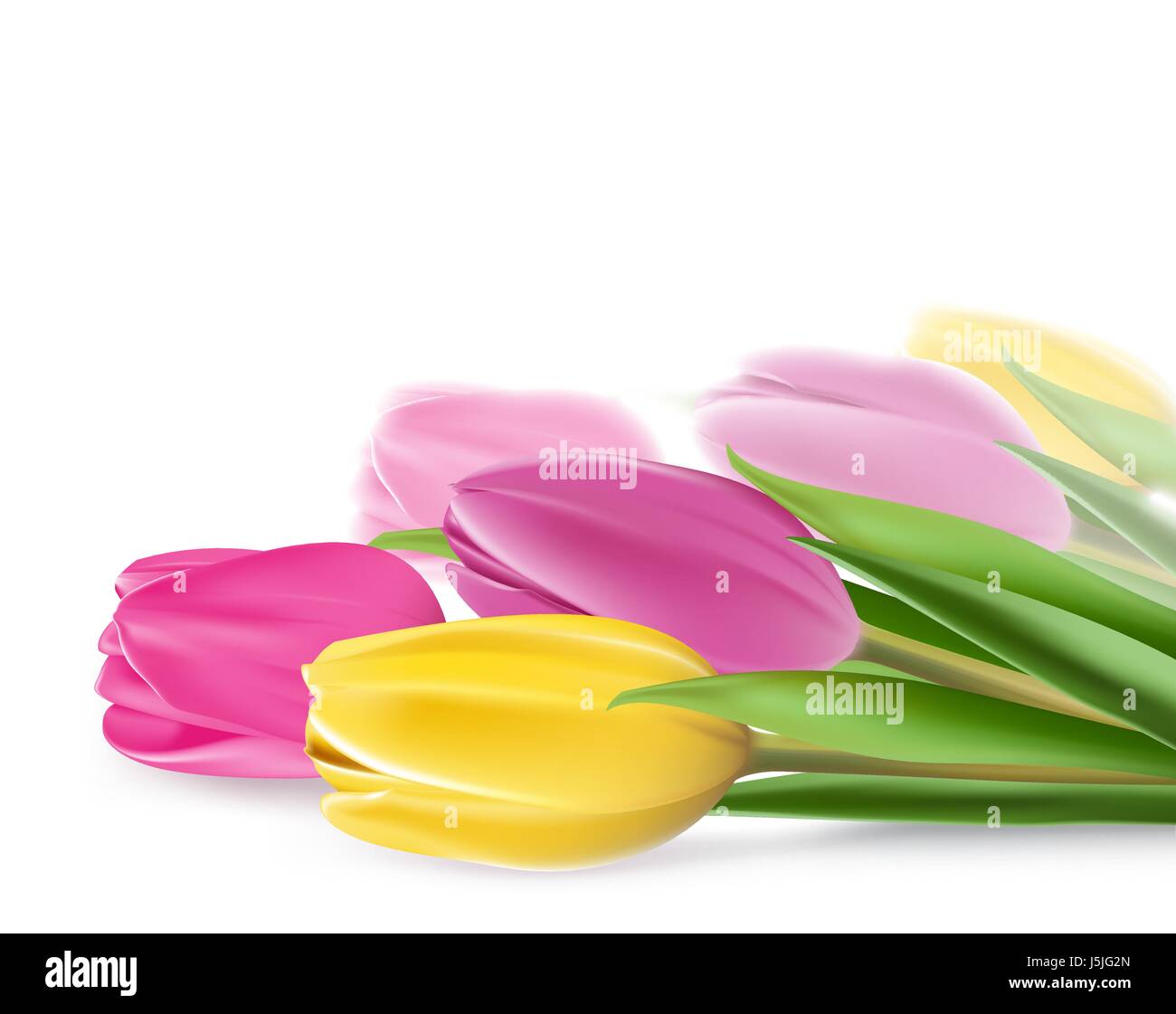 Colorful Vector Tulips in Isolated Background. Editable Vector ...