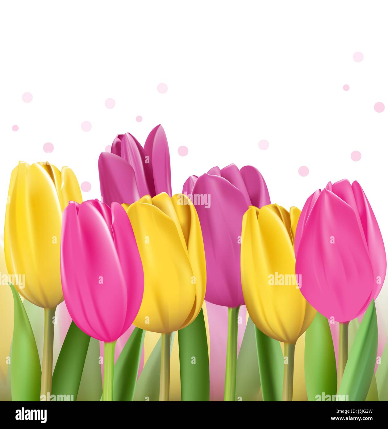 Colorful Vector Tulips in Isolated Background. Editable Vector ...