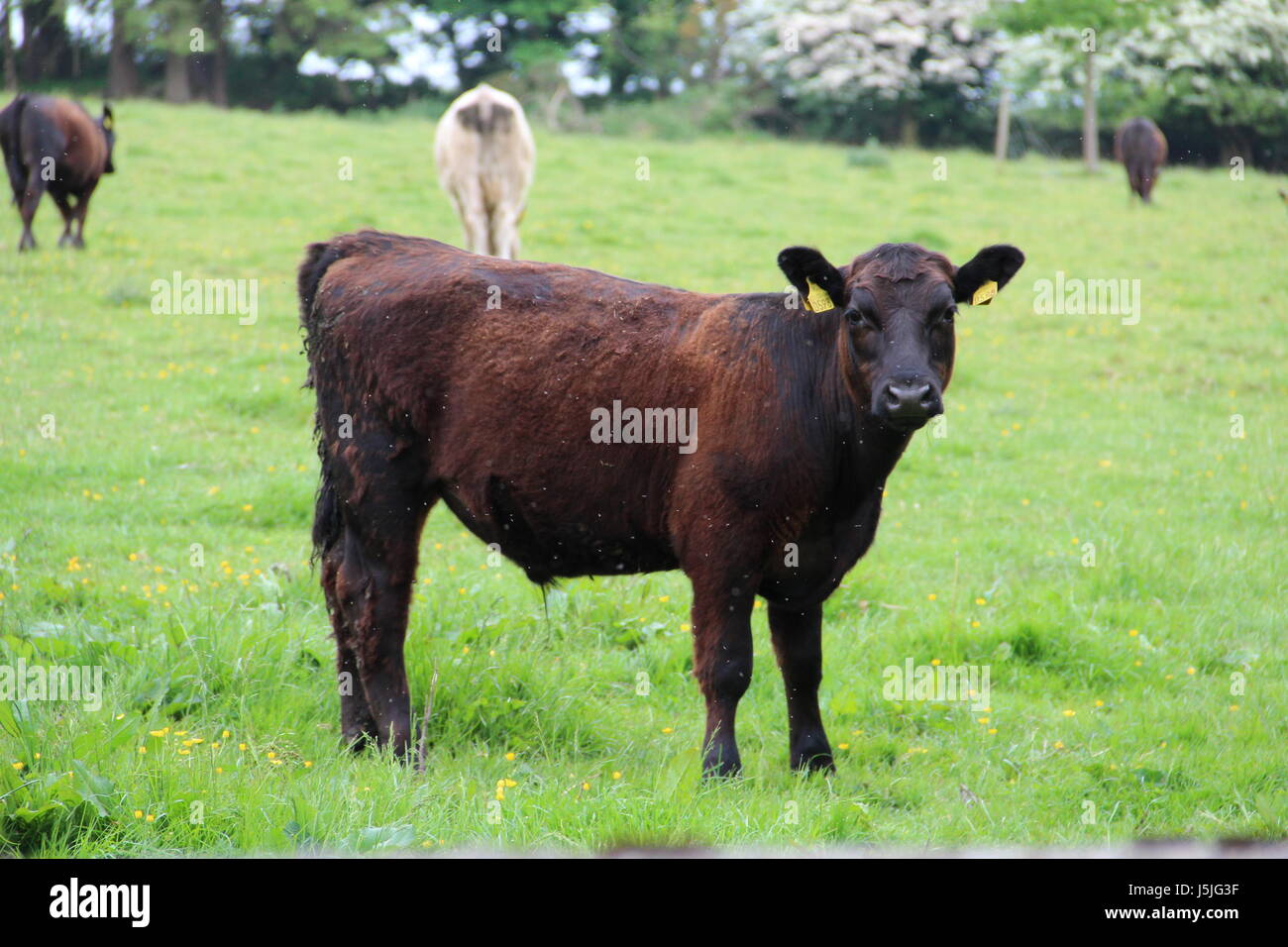 Brown Cow on the farm field Stock Photo - Alamy
