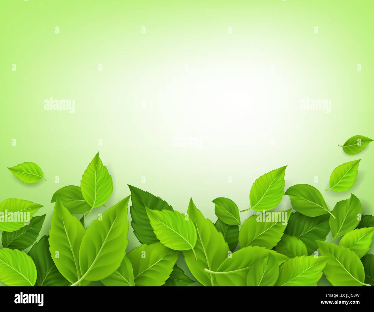 Spring Realistic Leaves Vector Background with White Space for Titles ...