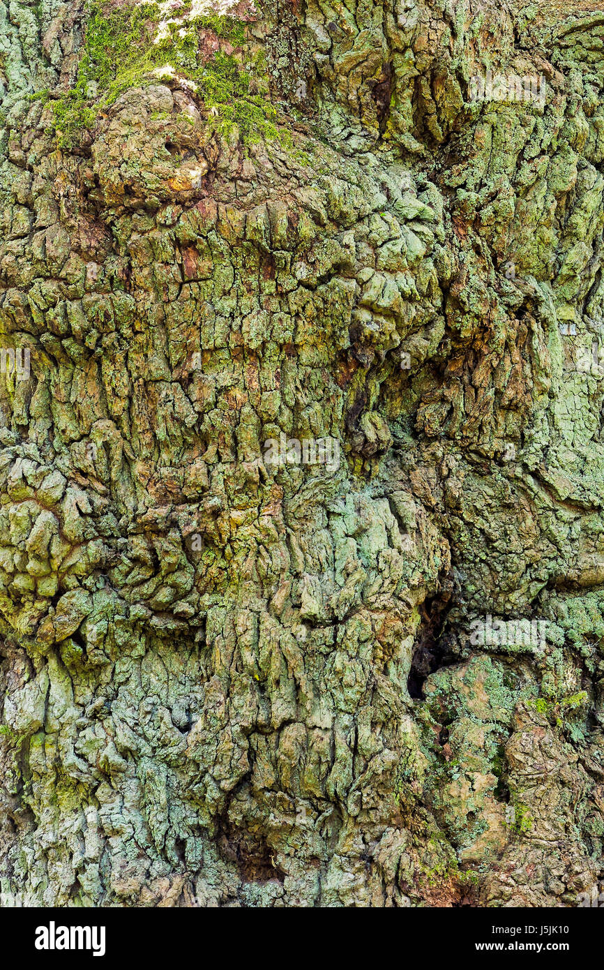 Close-up of an old oak tree trunk with lumpy, heavily textured bark ...