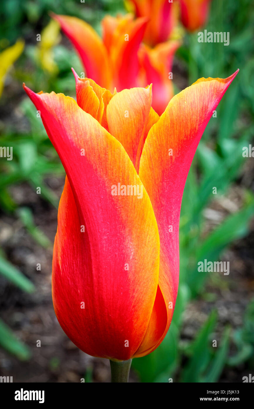 Close-up of an orange and red fluted tulip called 'Ballerina' in full ...