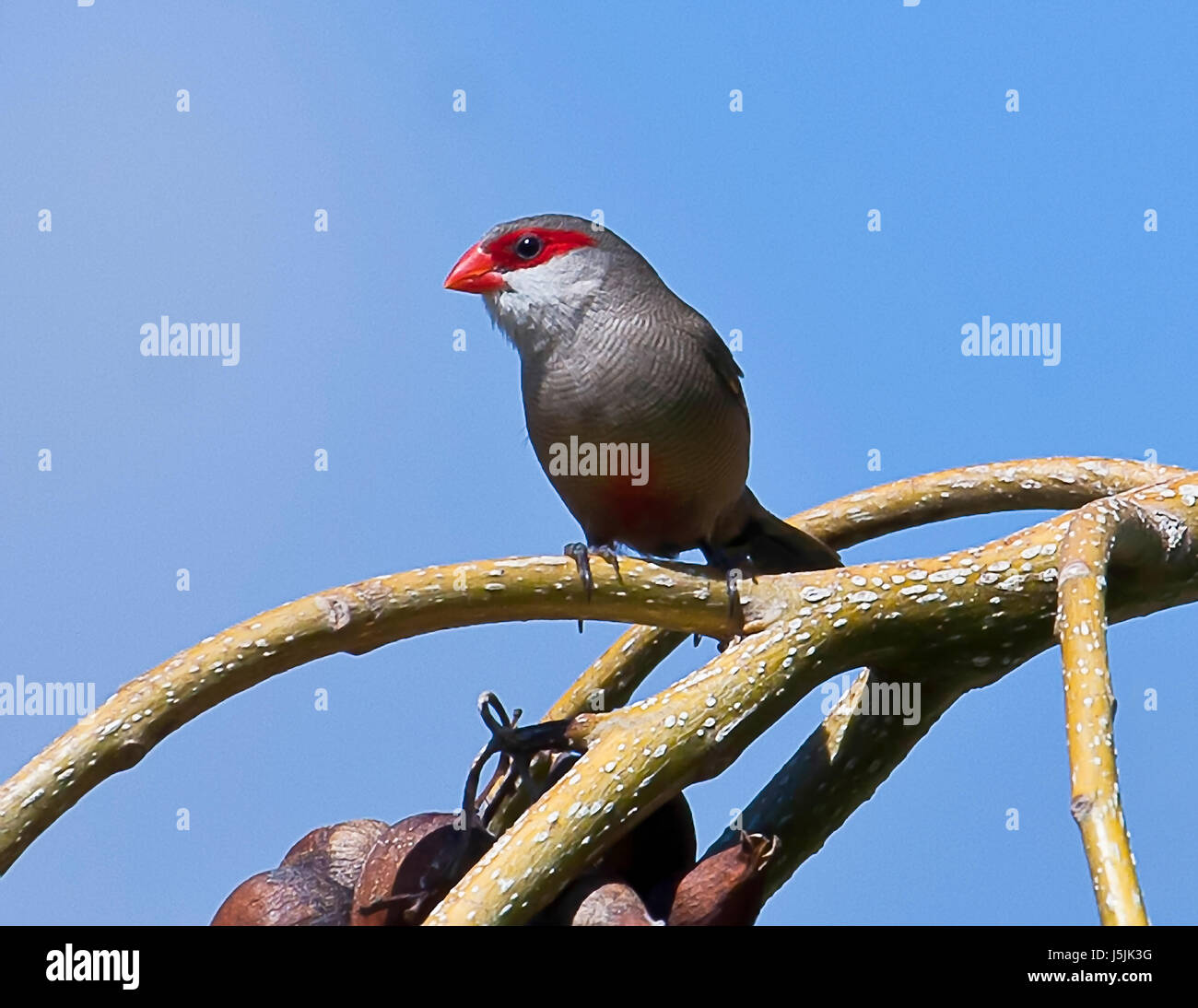 Waxbill hawaii hi-res stock photography and images - Alamy