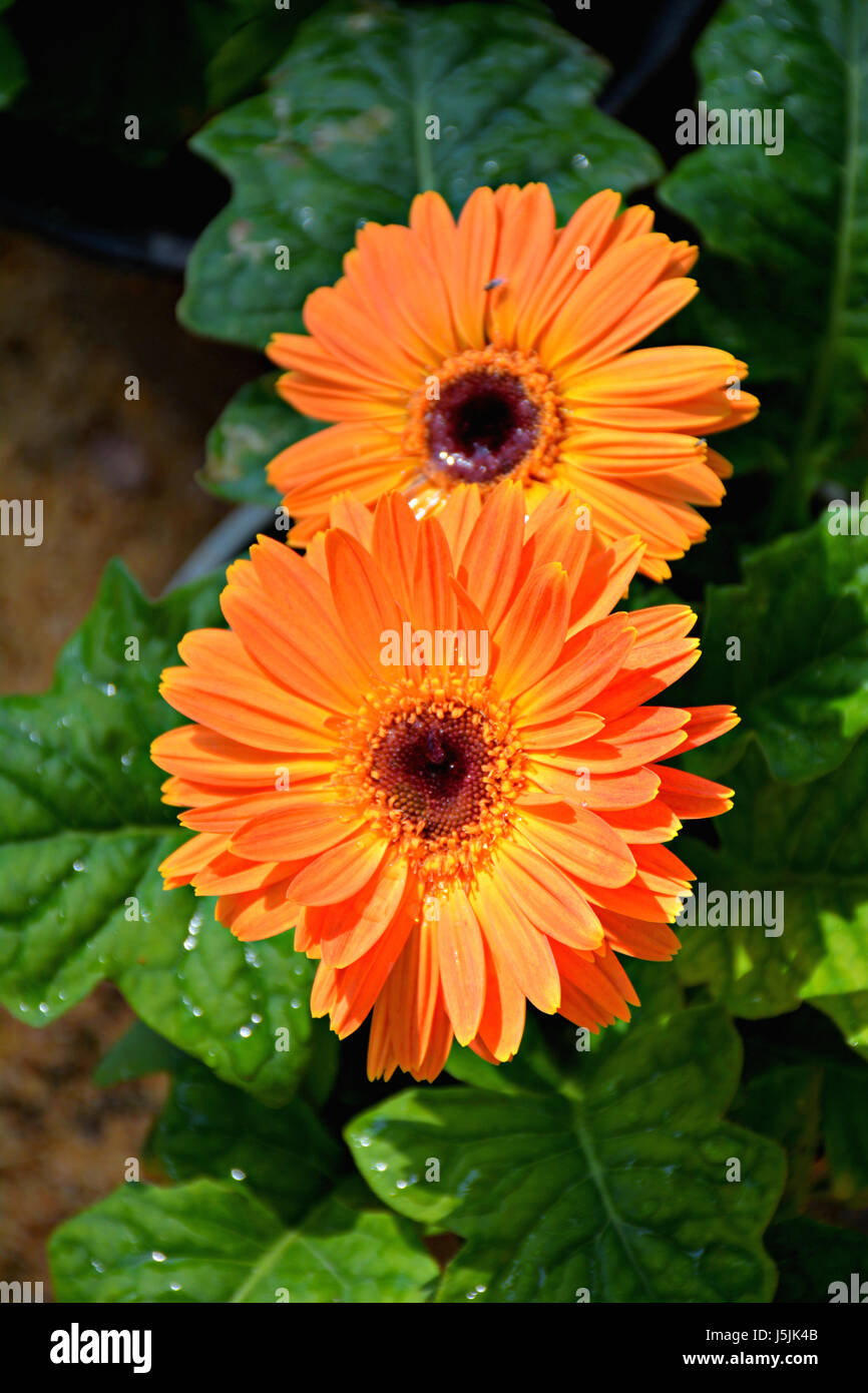 Orman garden hi-res stock photography and images - Alamy