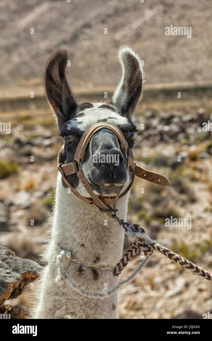 Harnessed llama working on the Pampas in Peru Stock Photo - Alamy