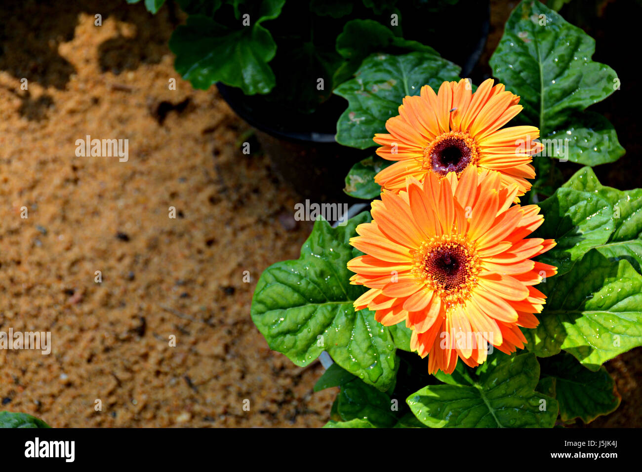 Orman garden hi-res stock photography and images - Alamy