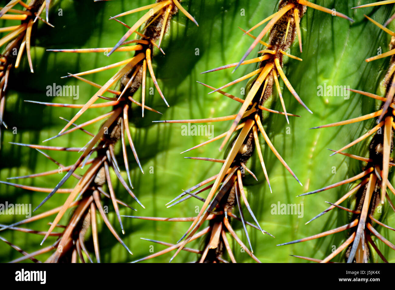 Orman garden hi-res stock photography and images - Alamy