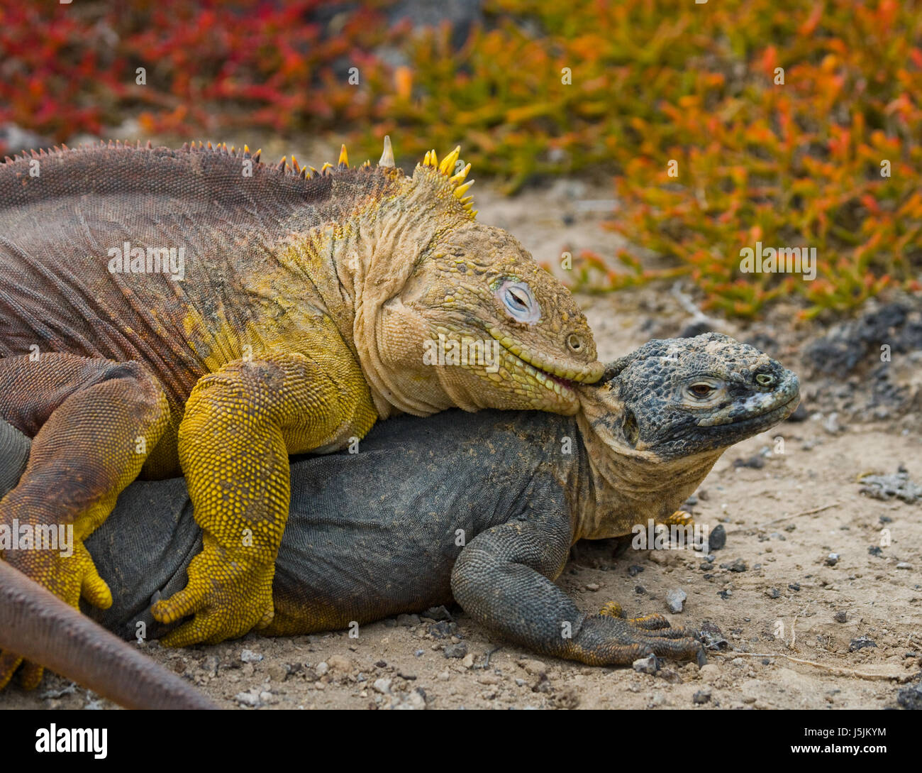 Land iguana fighting galapagos hi-res stock photography and images - Alamy