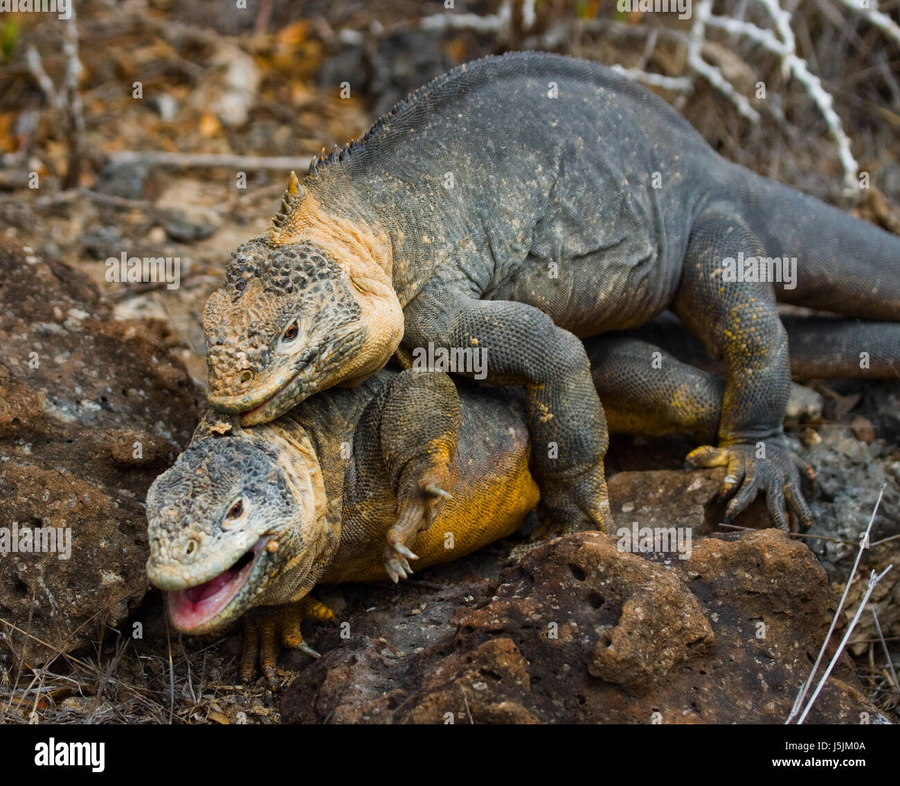 Land iguana fighting galapagos hi-res stock photography and images - Alamy