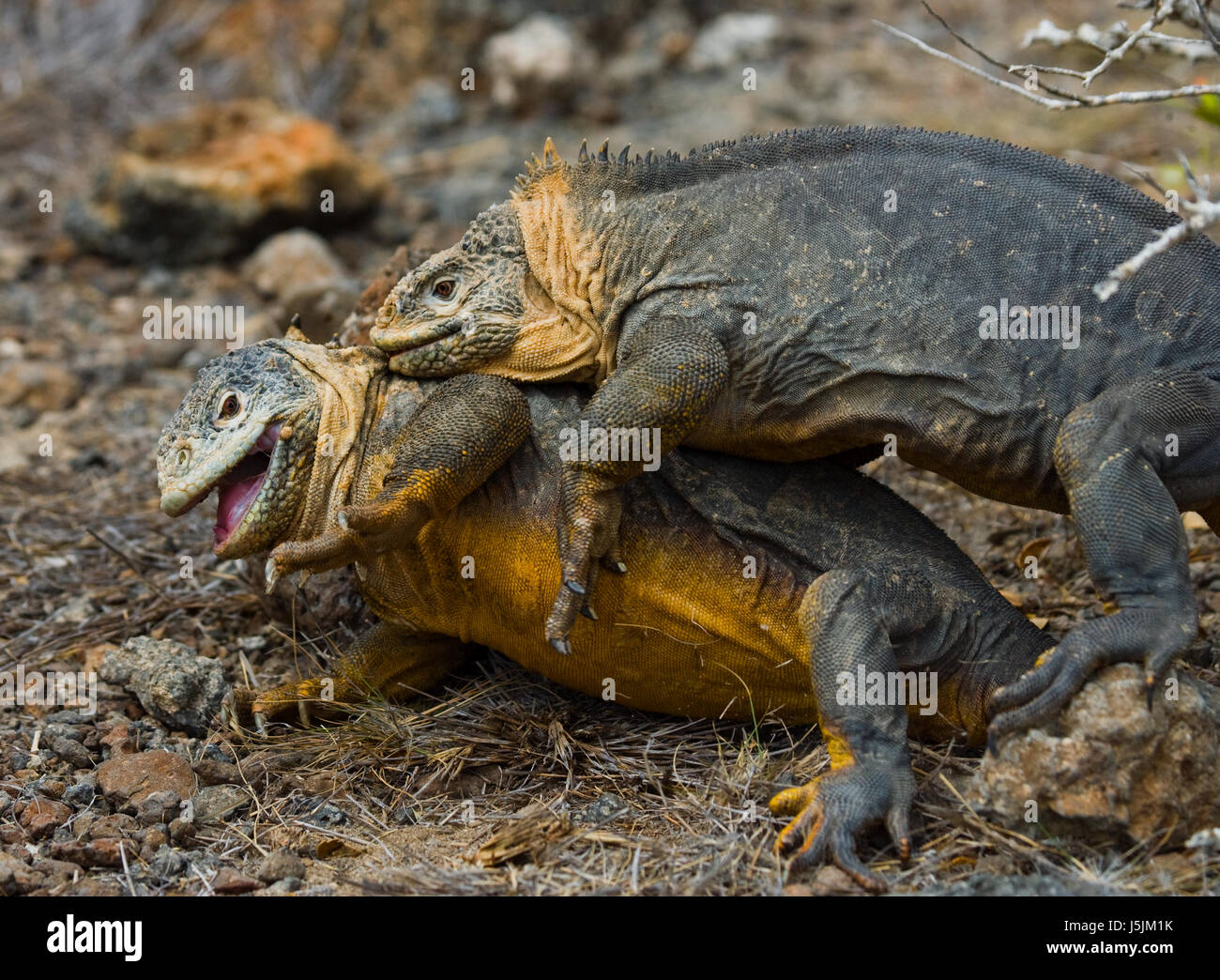 Land iguana fighting galapagos hi-res stock photography and images - Alamy