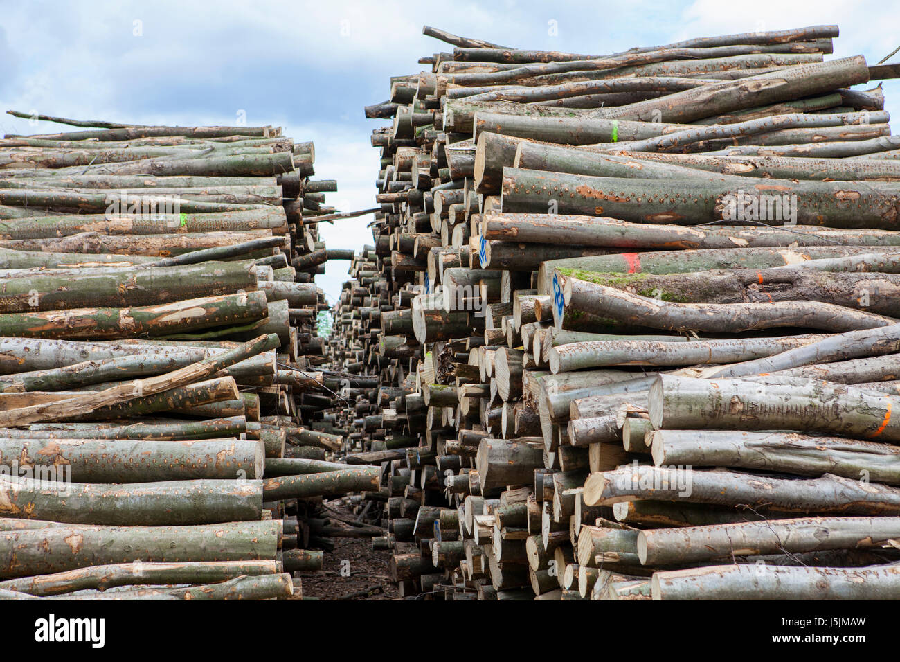 Pile of beech wood, Germany Stock Photo - Alamy