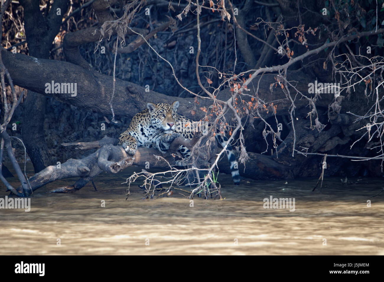 Young river south branch hi-res stock photography and images - Alamy