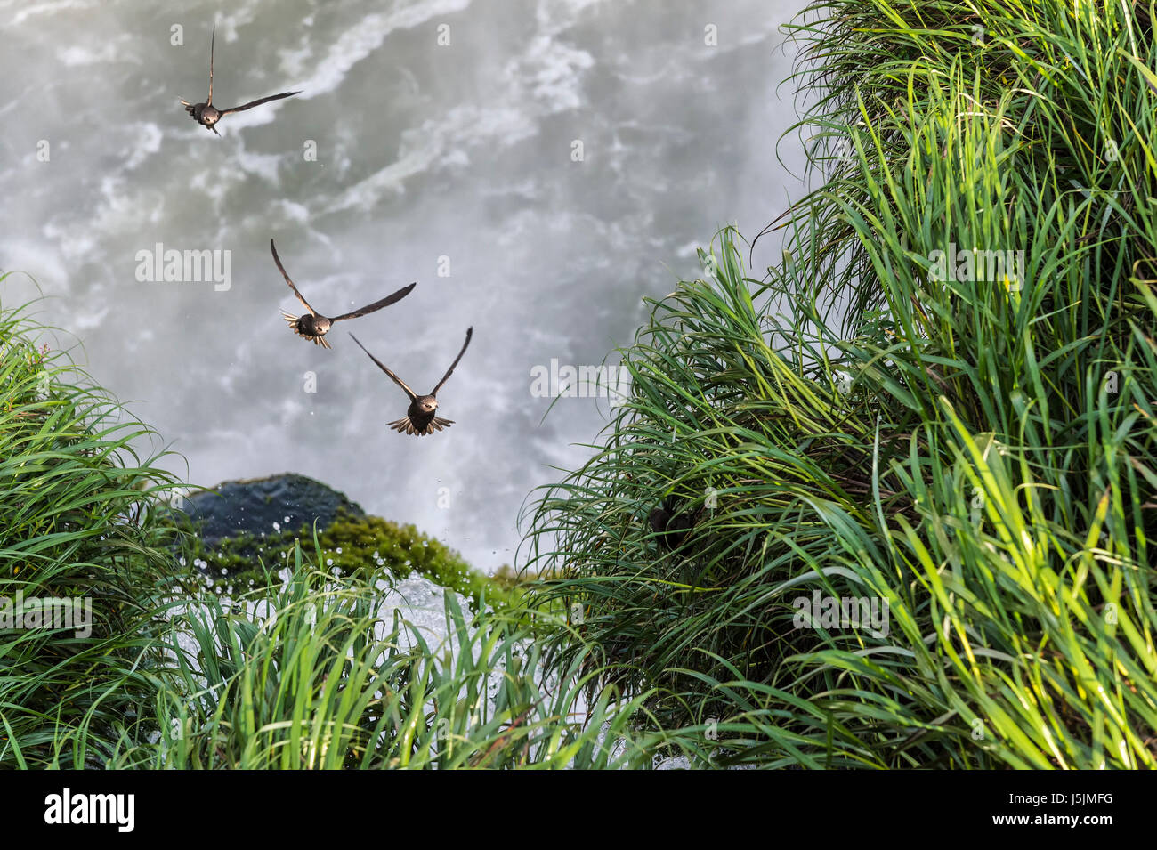 Great Dusky Swifts (Cypseloides senex) flying around the torrents of ...