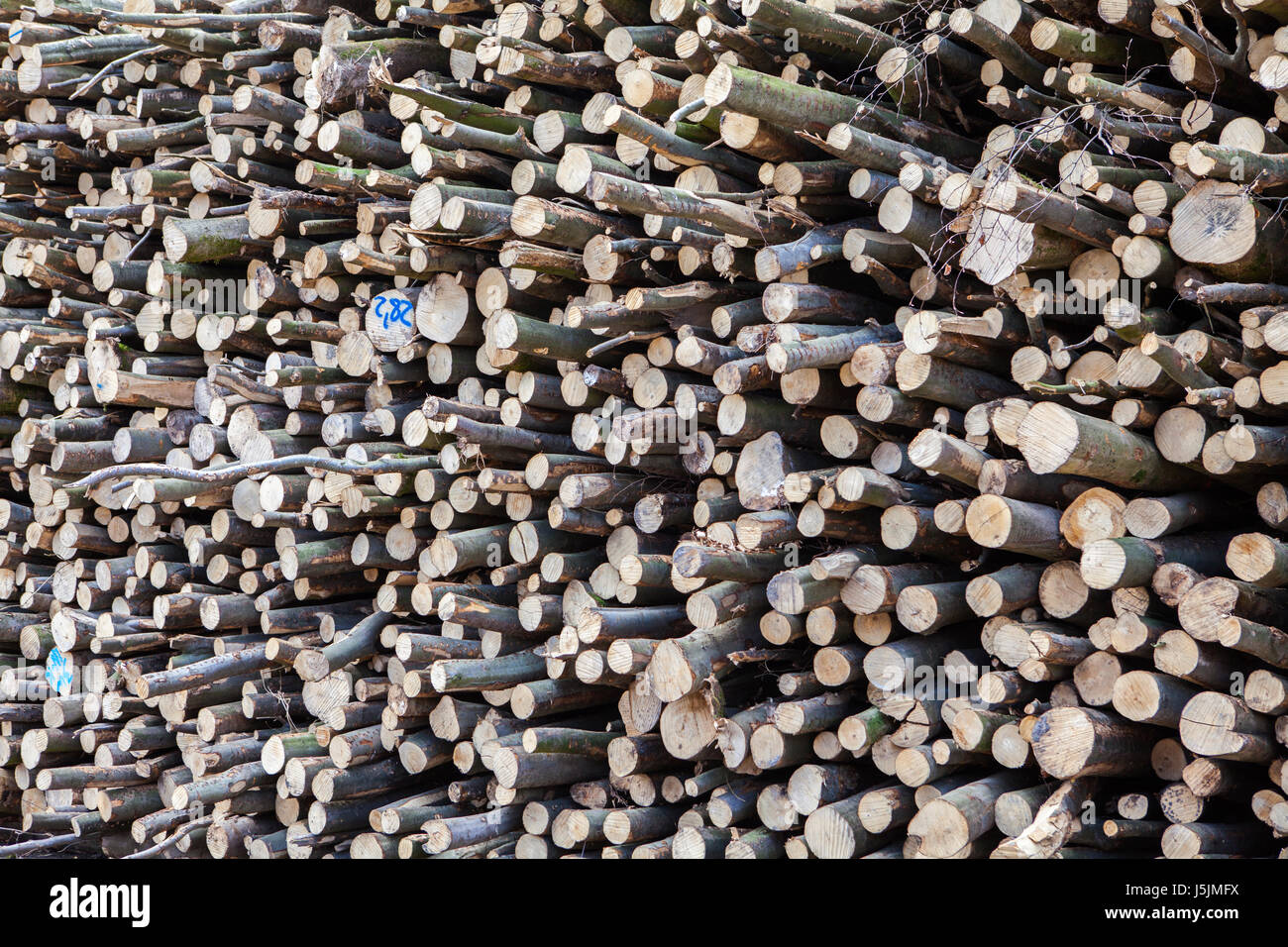 Pile of beech wood, Germany Stock Photo - Alamy