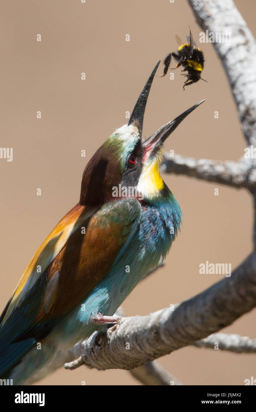 Meripodae hi-res stock photography and images - Alamy