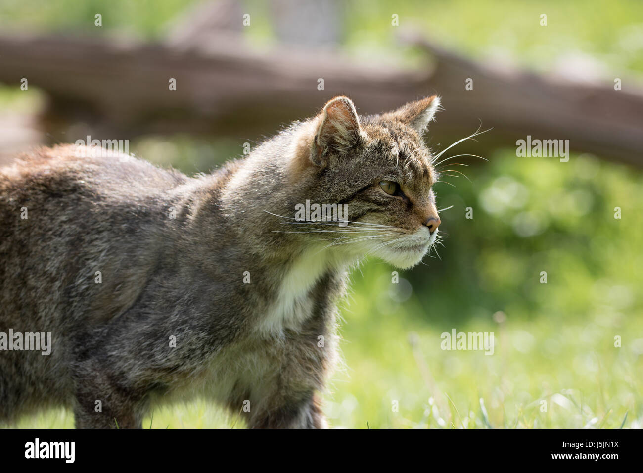 Scottish wildcat tail hi-res stock photography and images - Alamy