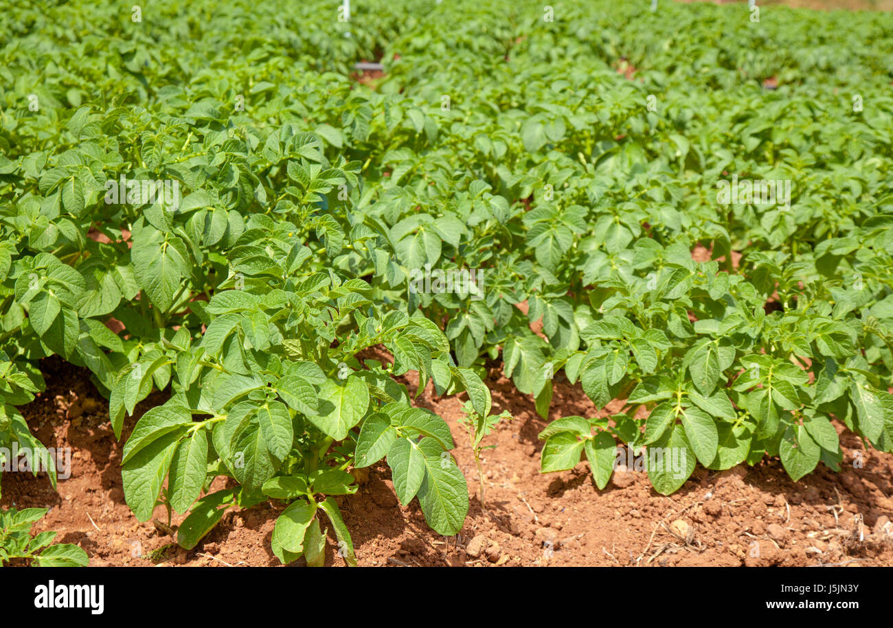 potato field on Gran Canaria, red soil visible Stock Photo - Alamy