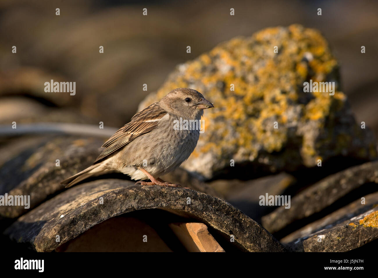 Italian Sparrow (Passer italiae Stock Photo - Alamy