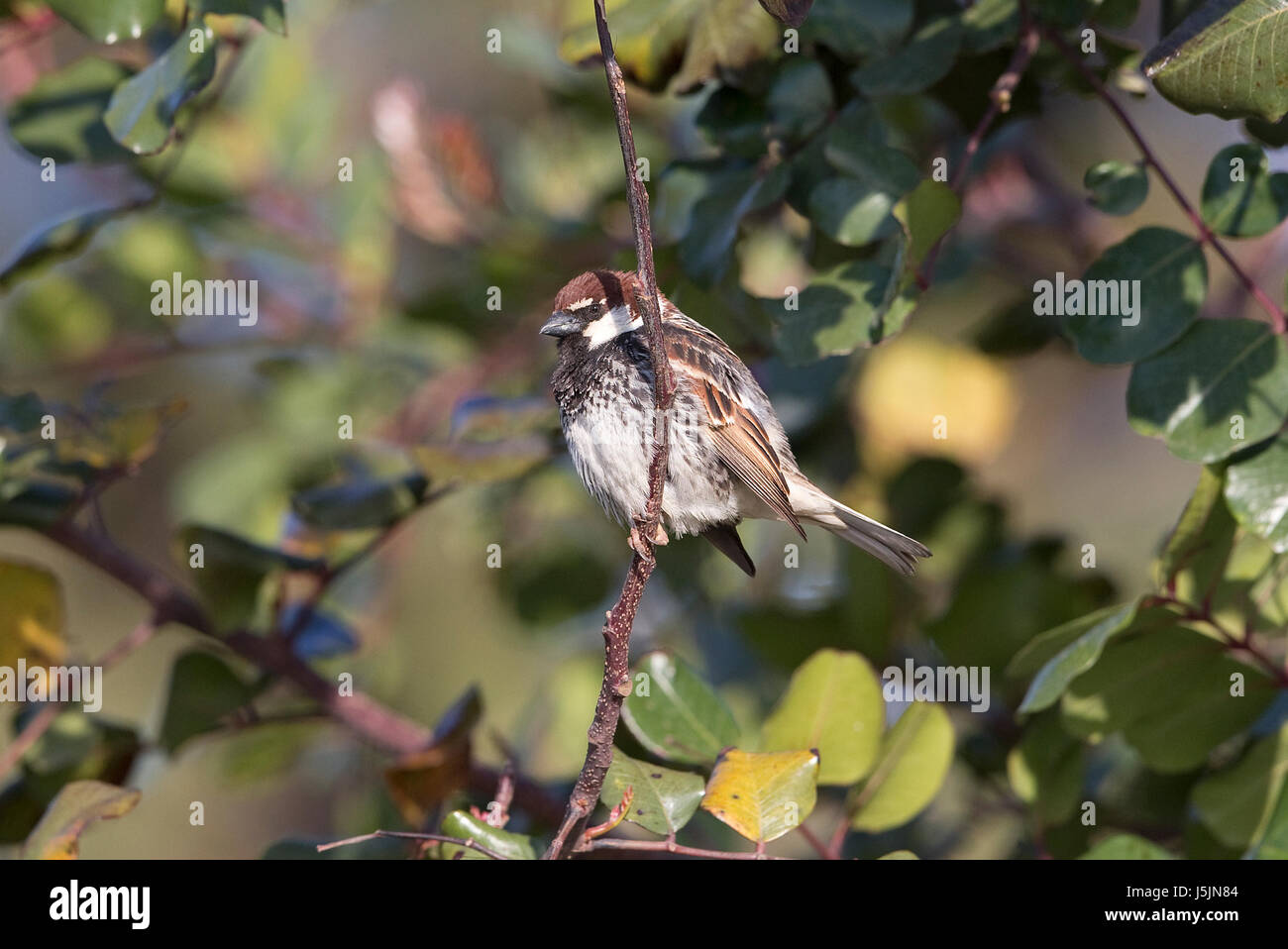Italian Sparrow (Passer italiae Stock Photo - Alamy