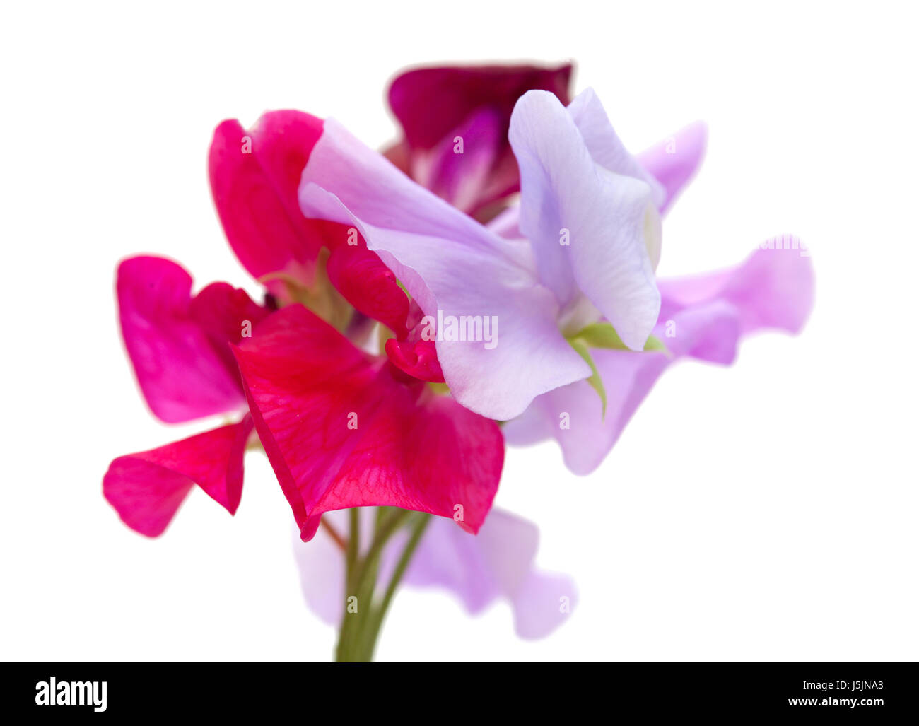 Pea varieties hi-res stock photography and images - Alamy