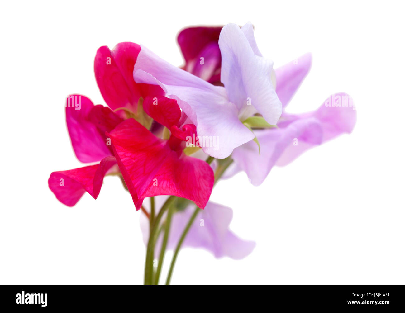 sweet pea flowers of different colors, small posy isolated on white ...