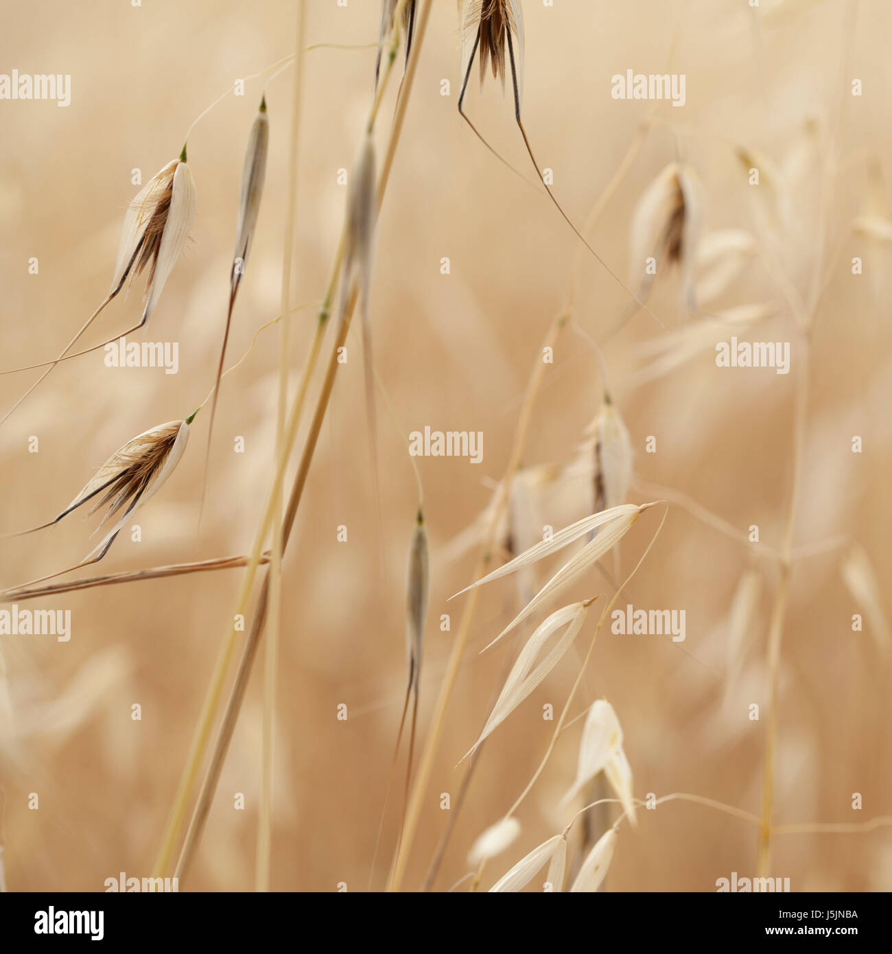 flora of Gran Canaria - Avena barbata, slender wild oat, natural ...