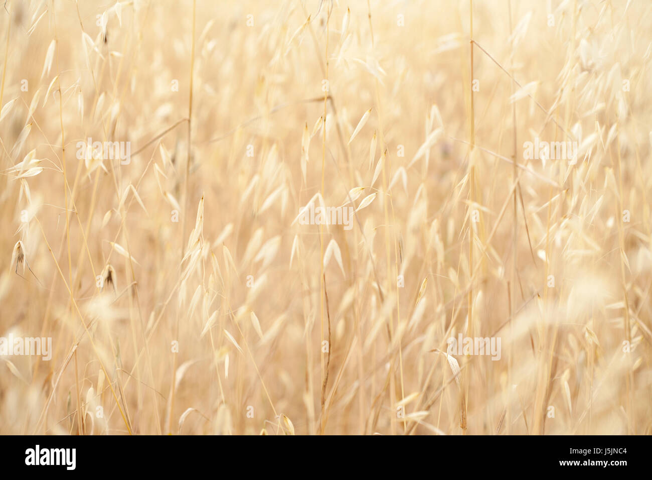 flora of Gran Canaria - Avena barbata, slender wild oat, natural ...